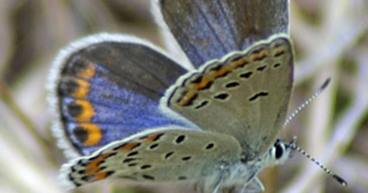 Help us protect the Karner blue butterfly | Polk-Burnett Electric ...